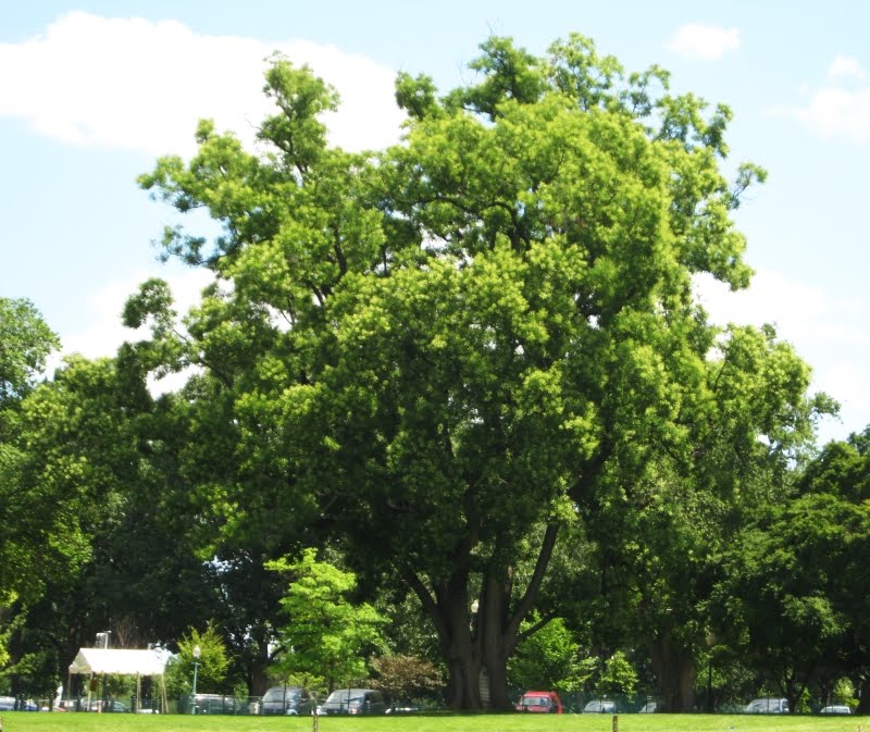 Future Plants by Randy Stewart: Sophora, Kowhai & Pagoda Tree
