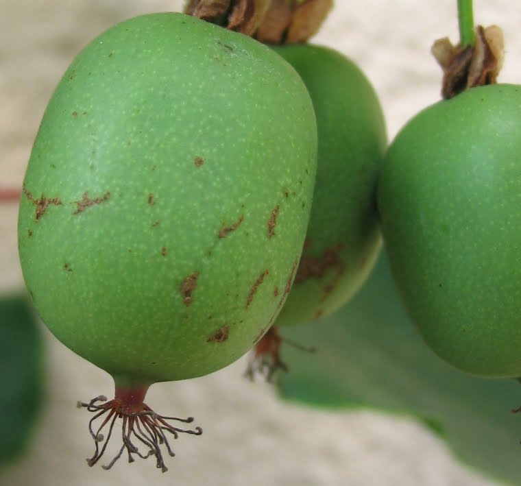 Future Plants by Randy Stewart: Actinidia - Kiwi