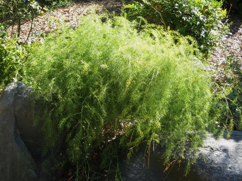 Future Plants by Randy Stewart: Asparagus - Ornamental Asparagus