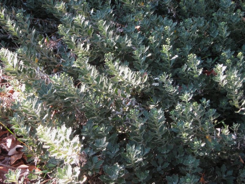 Future Plants by Randy Stewart: Ajania