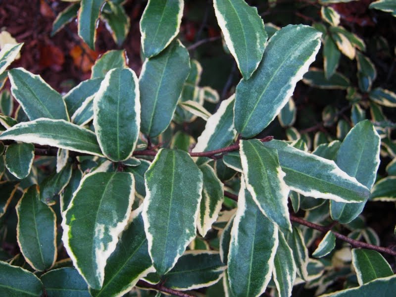 Future Plants by Randy Stewart: Elaeagnus