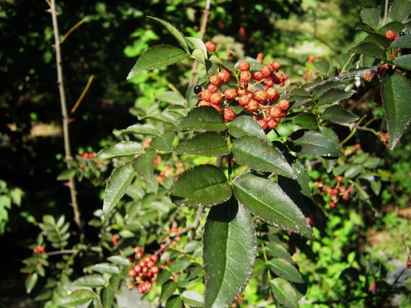 Future Plants by Randy Stewart: Zanthoxlum - Prickly Ash