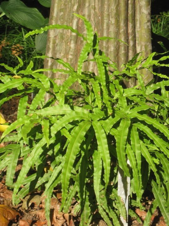 Future Plants by Randy Stewart: Ribbon Fern