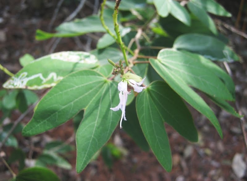 Future Plants by Randy Stewart: Tropical and Dry Climate Legume Trees