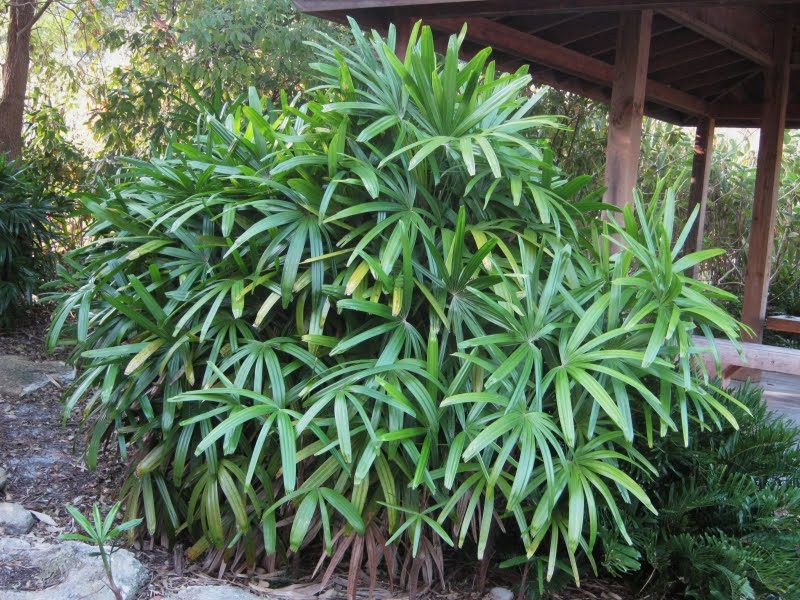 Future Plants by Randy Stewart: Lady Palms