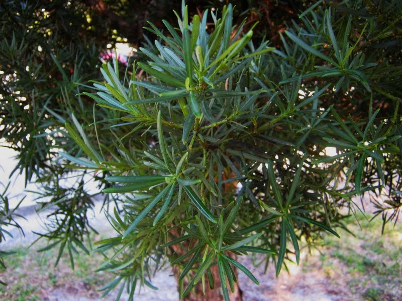 Future Plants by Randy Stewart: PODOCARPS