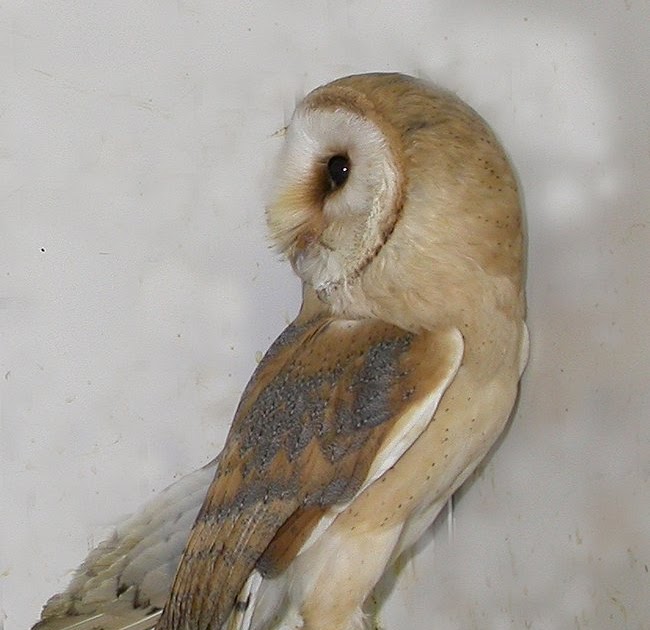 Tierra de lechuzas, búhos, mochuelos, autillos, cárabos: Lechuza de campanario (Tyto alba)