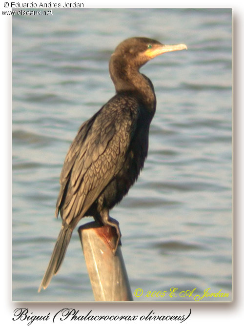 Compañeros de viaje: Biguá (Phalacrocorax brasilianus)