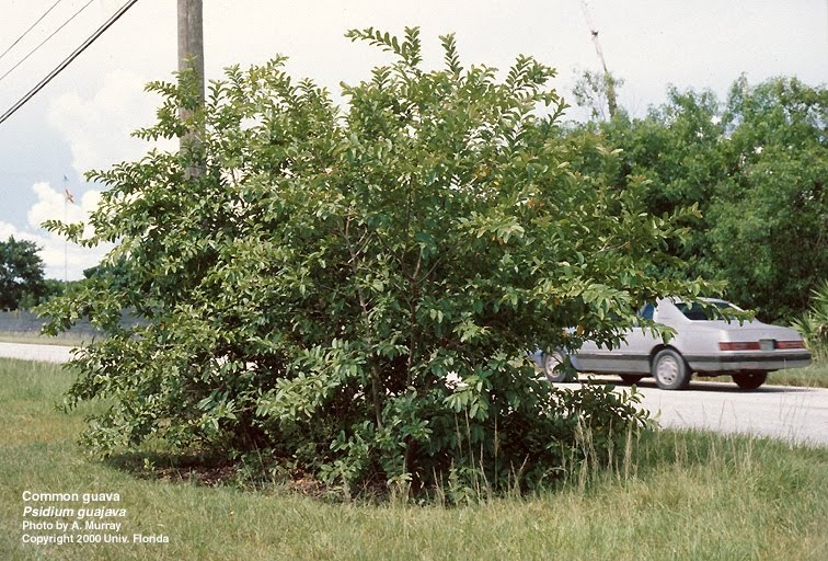 Compañeros de viaje: Guayabo (Psidium guajava)