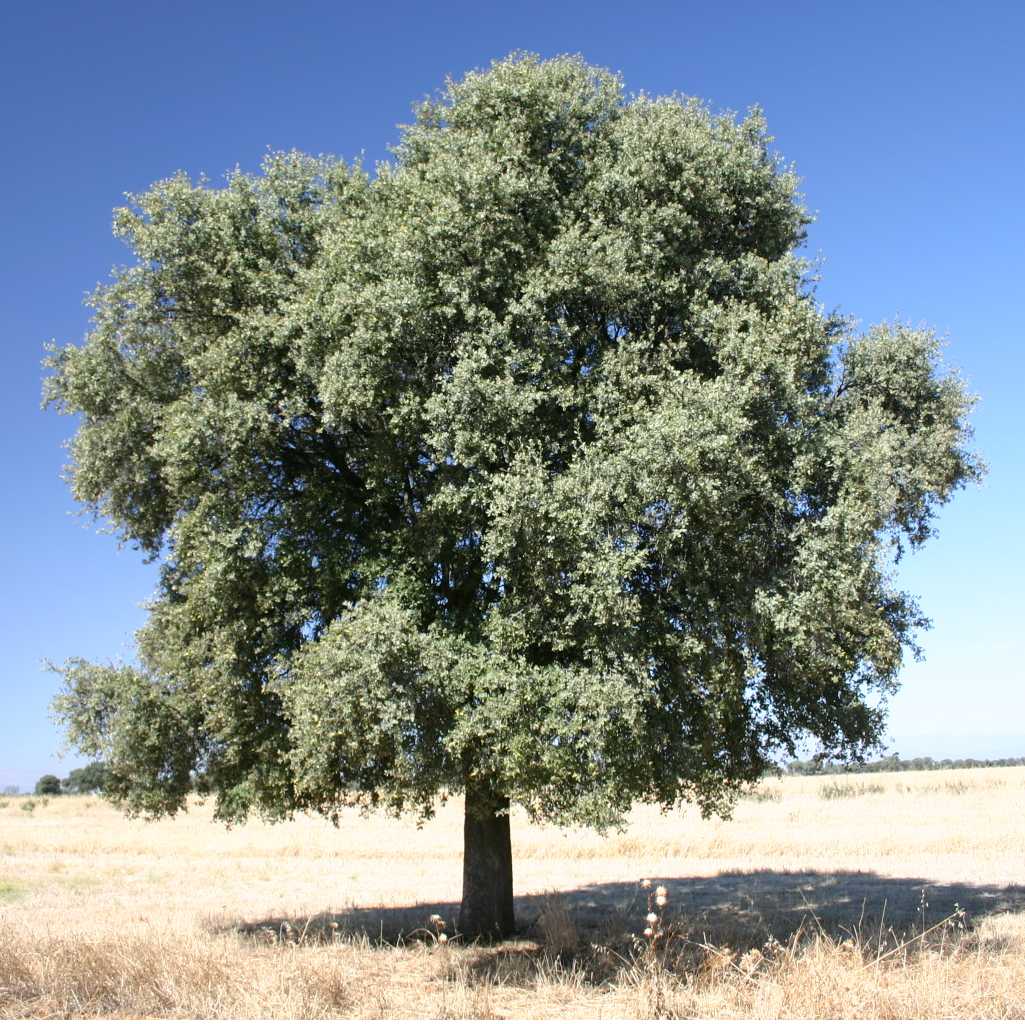 Compañeros de viaje: Encina (Quercus ilex)