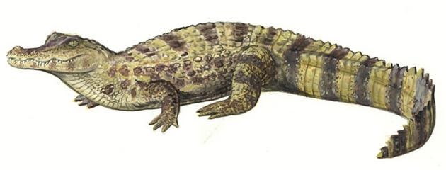Reptiles and Amphibians: Caimán de anteojos (Caiman crocodylus)