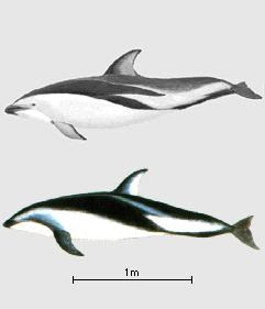 Compañeros de viaje: Delfín oscuro (Lagenorhynchus obscurus)