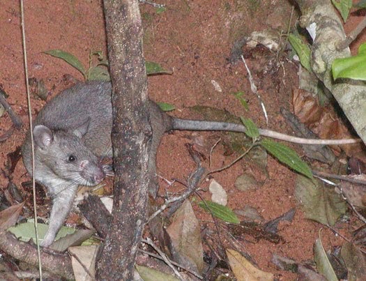 Mamíferos y marsupiales mammals of the earth: Rata gigante de Gambia ...