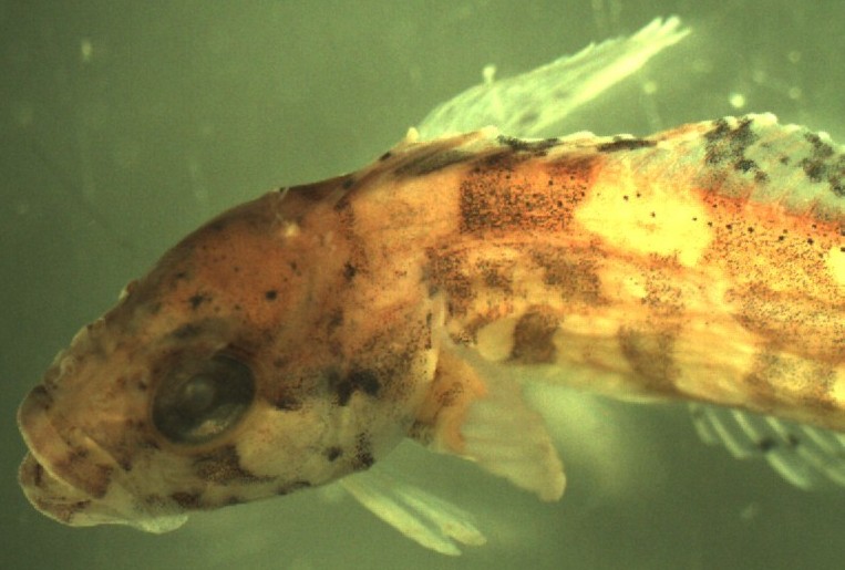 Ictioplancton en Chile: noviembre 2010