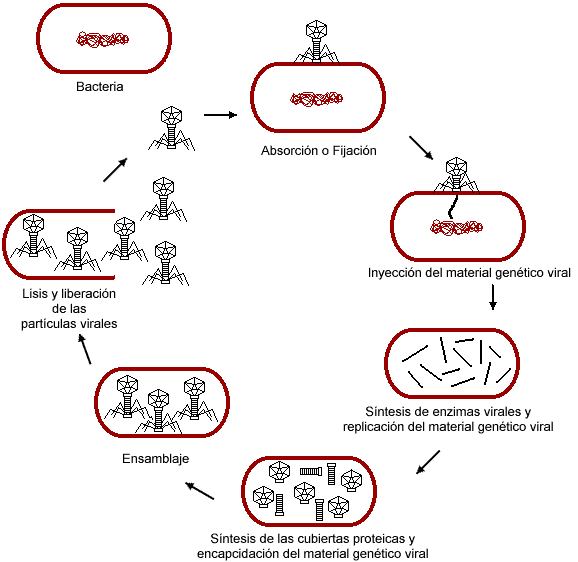 Los Virus: Ciclos de Infección de los Virus: Ciclo Litico