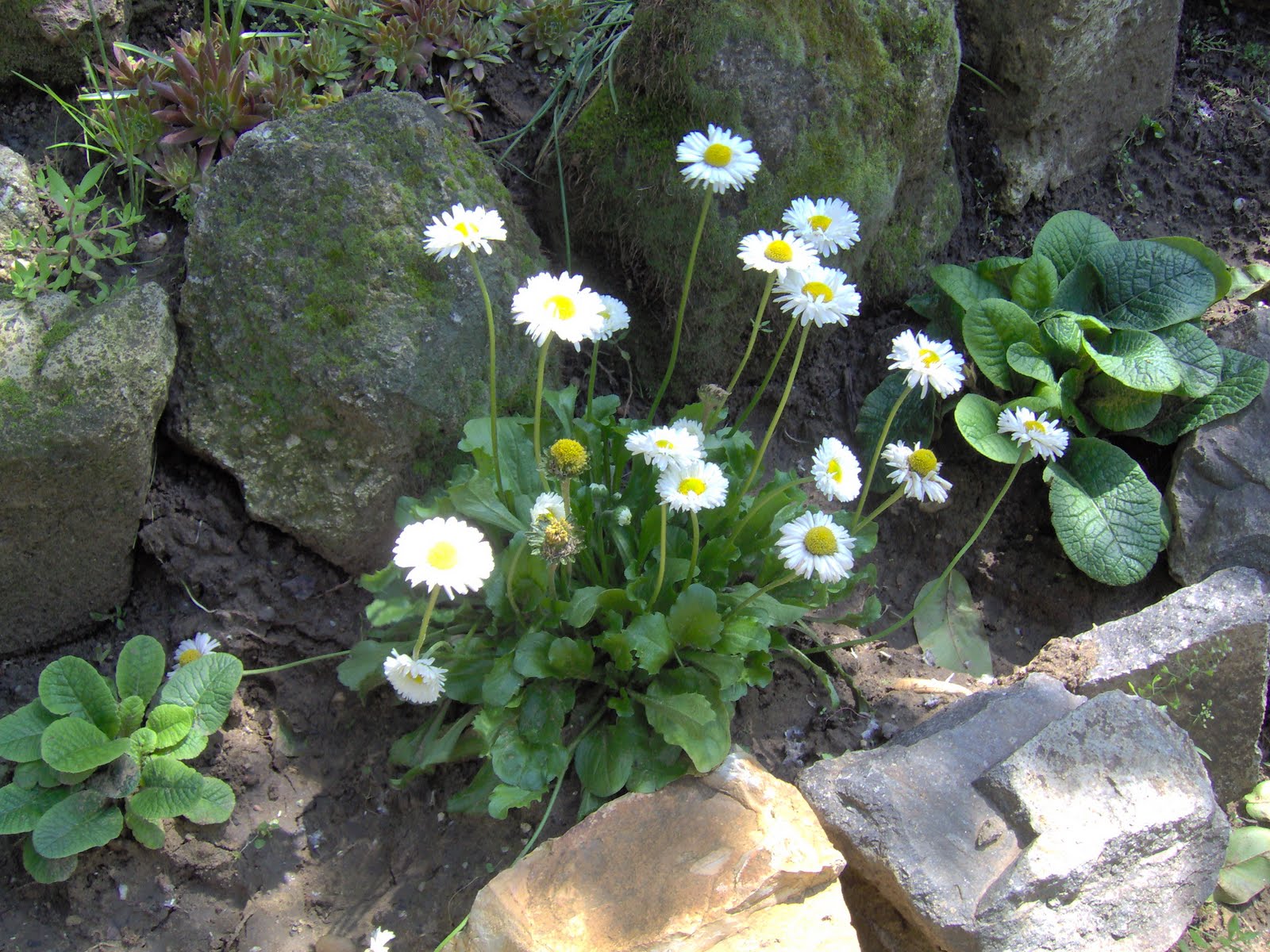 Kertmustra: Tavaszi virágok 2.