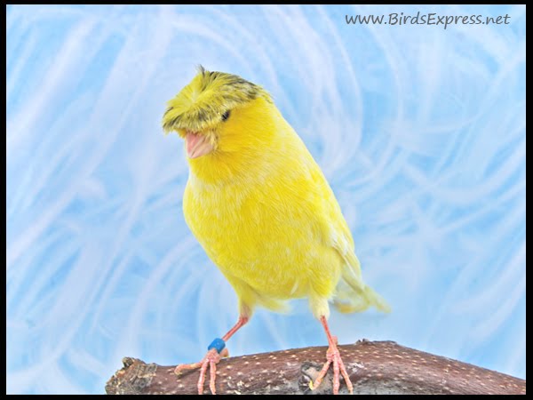 CANARY