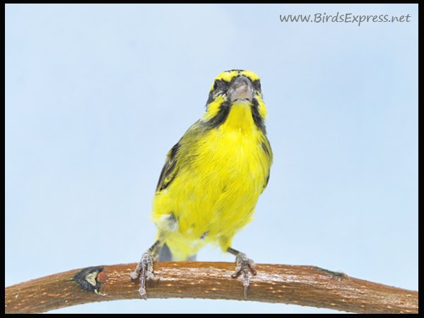FINCHES AND SPARROW: Yellow Fronted Canary - Serinus Mozambicus