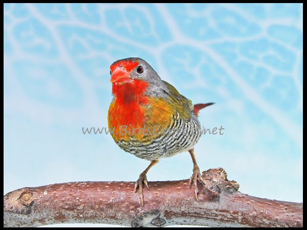 FINCHES AND SPARROW: Green-Winged Pytila - Pytilia Melba