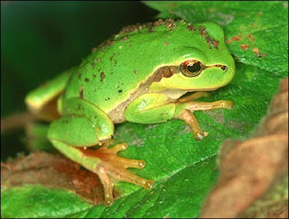 Guldkant På Livet: Grodor, grodor...