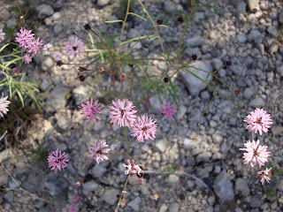 Where Plants Rule: The Greenbelt in October