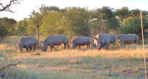 THE AFRICAN SCENE: WHITE RHINOCEROSES