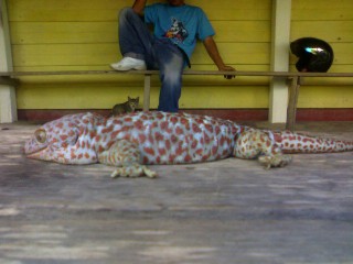 Show Your Love to Your Pets and Let Them Feel Your Love: Giant Tokay ...