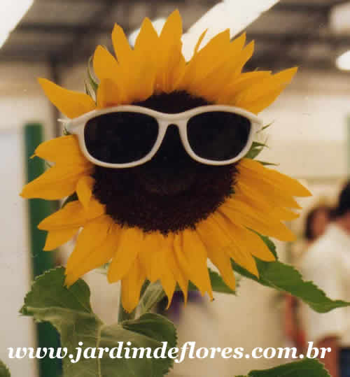 Girassóis:Flor do Sol - Terminal Sete