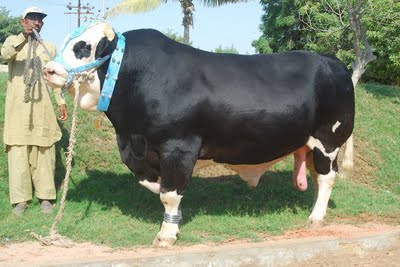 JUPIES: Qurbani Bull In Pakistan