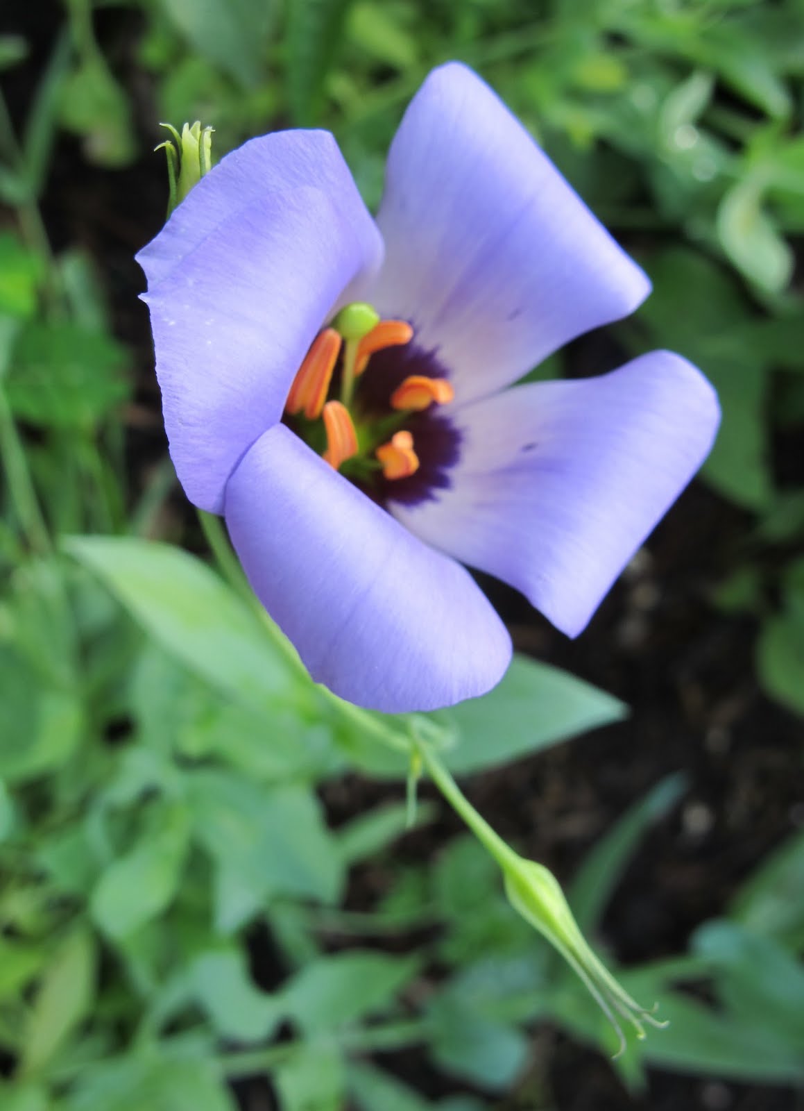 Wildflower Wednesday: Texas Bluebells