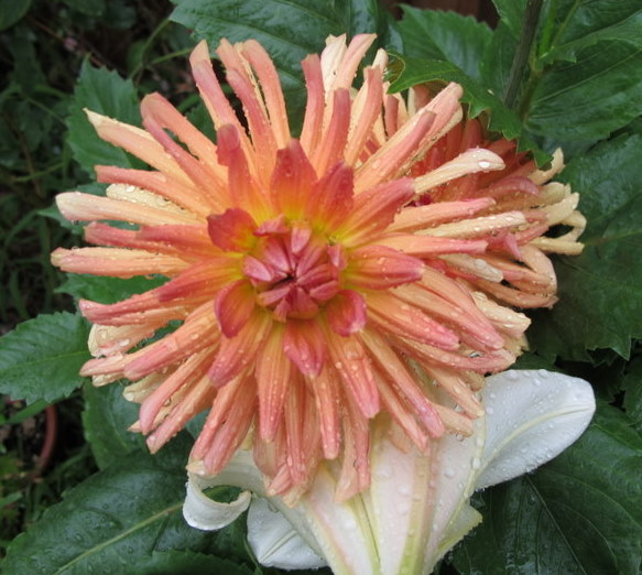 Garden Bloggers' Bloom Day: July 2010