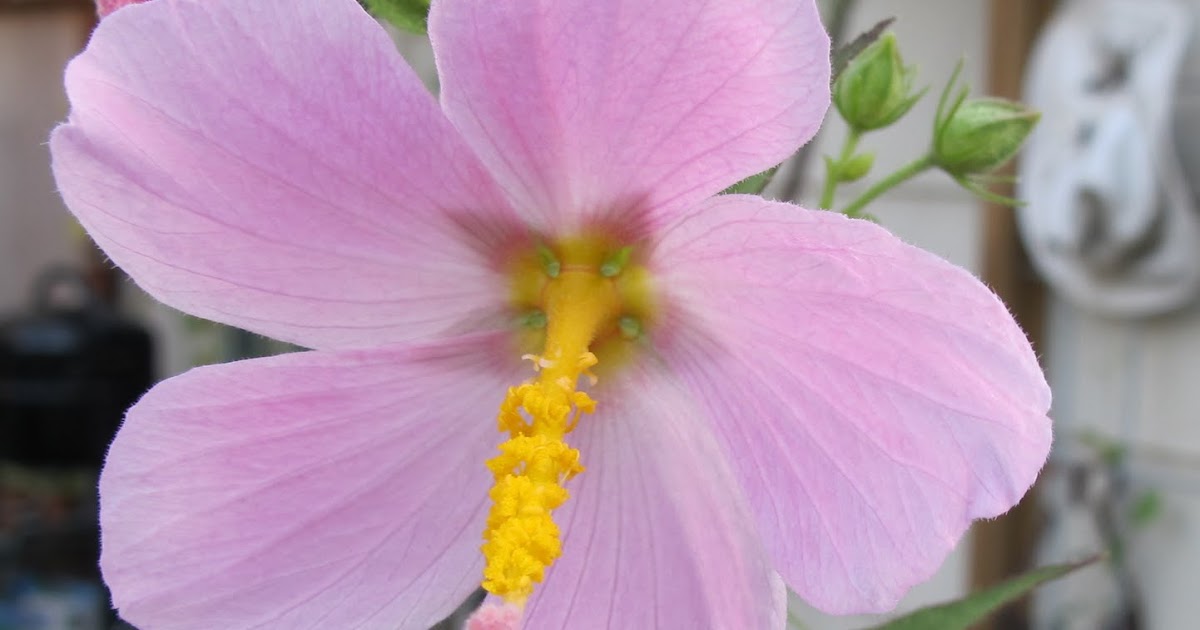 A Flower for Friday: Salt Marsh Mallow