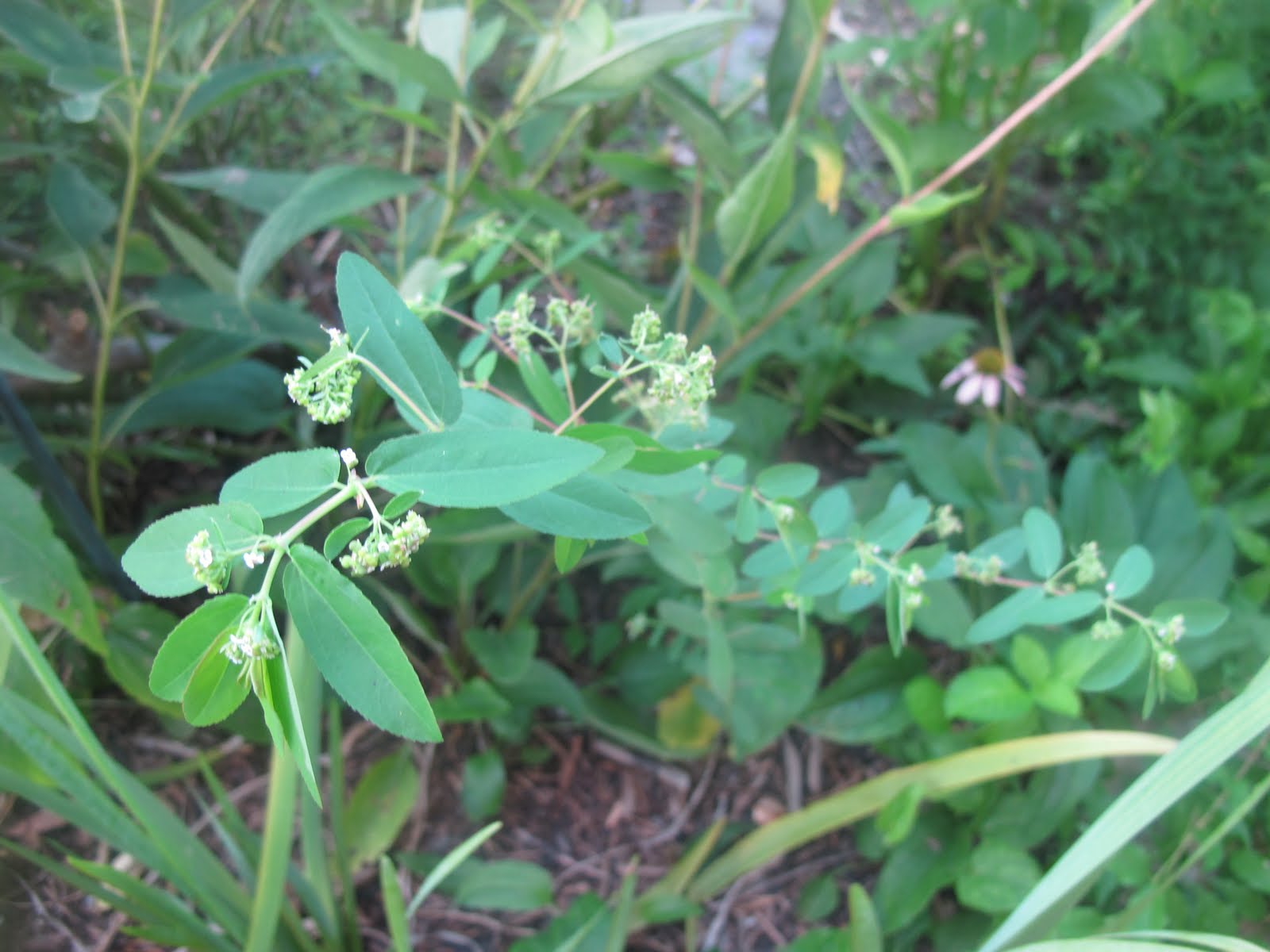 The Scourge That is Spurge