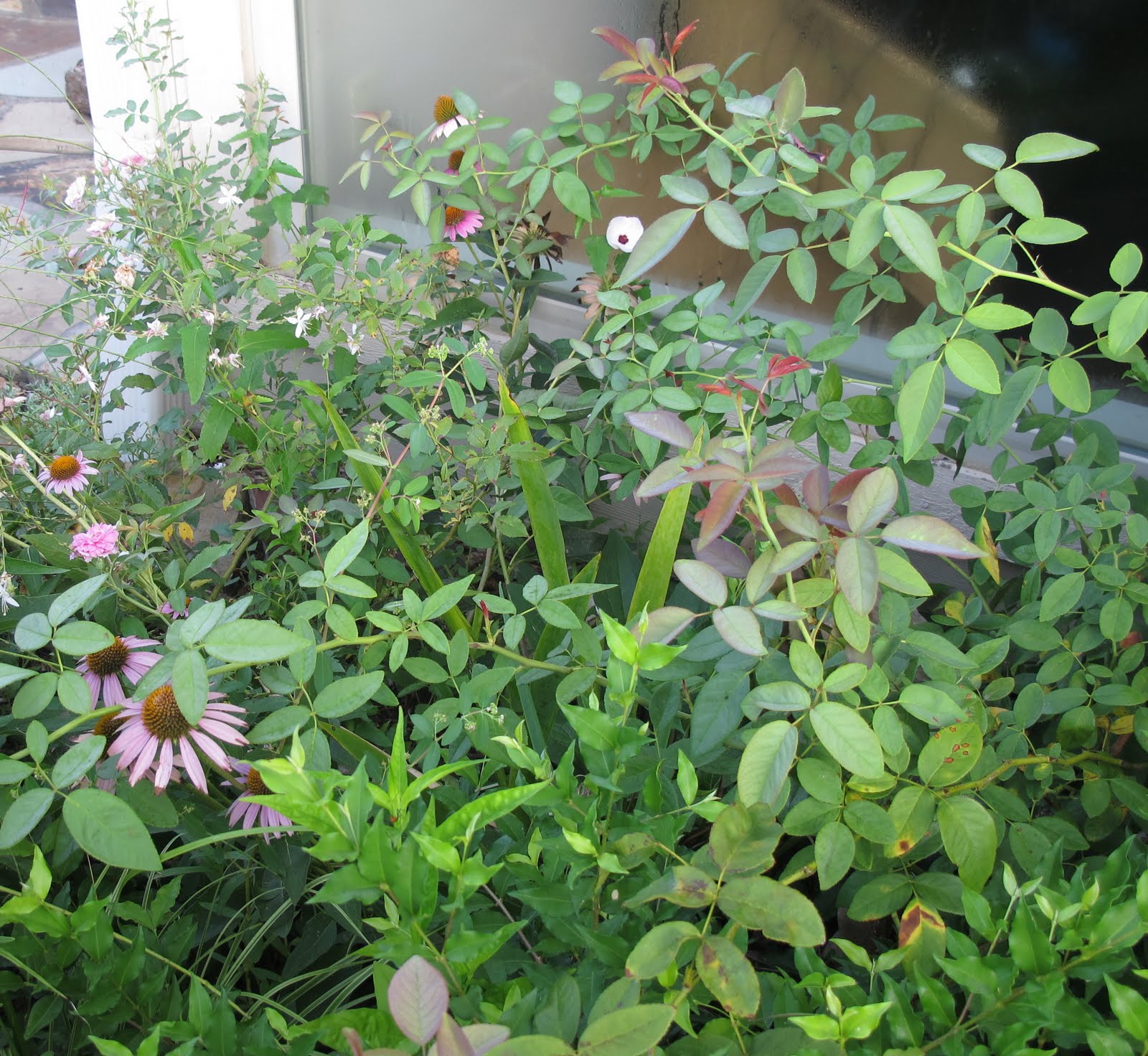 The Scourge That is Spurge