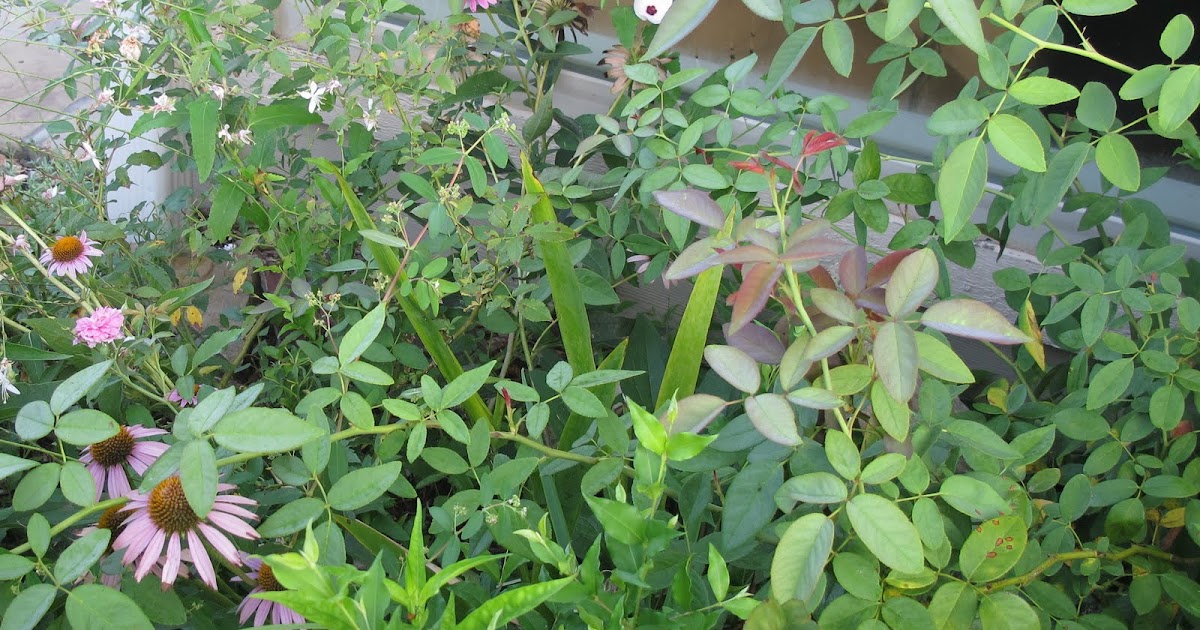 The Scourge That is Spurge