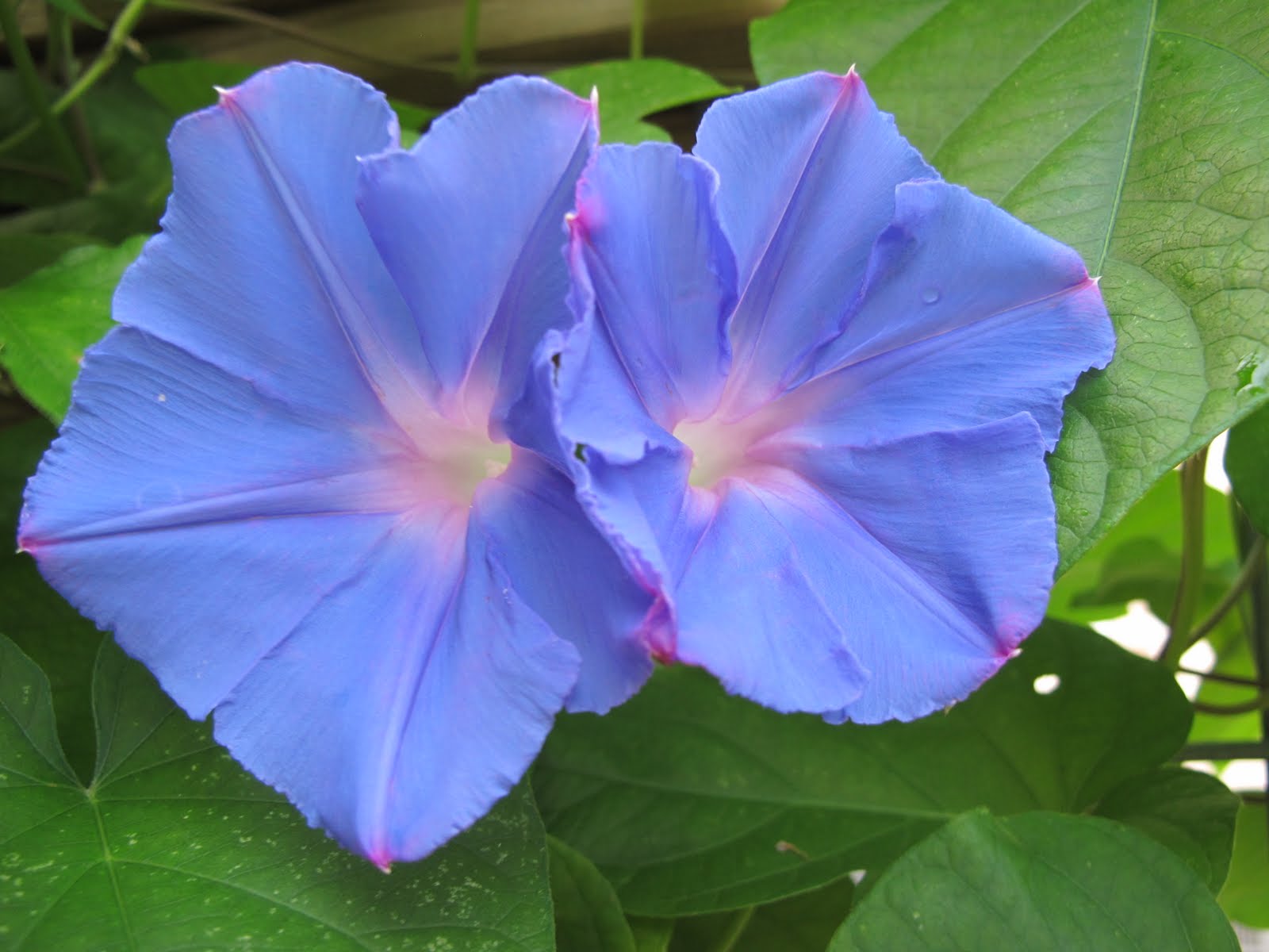 Three for Thursday: A Glorious Morning