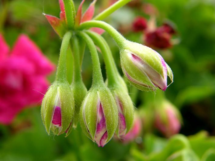 capullo | Diccionario de biología