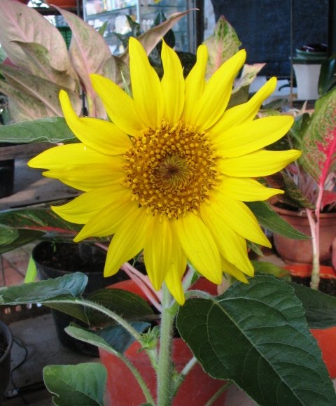 Sunflower: Pacino Gold