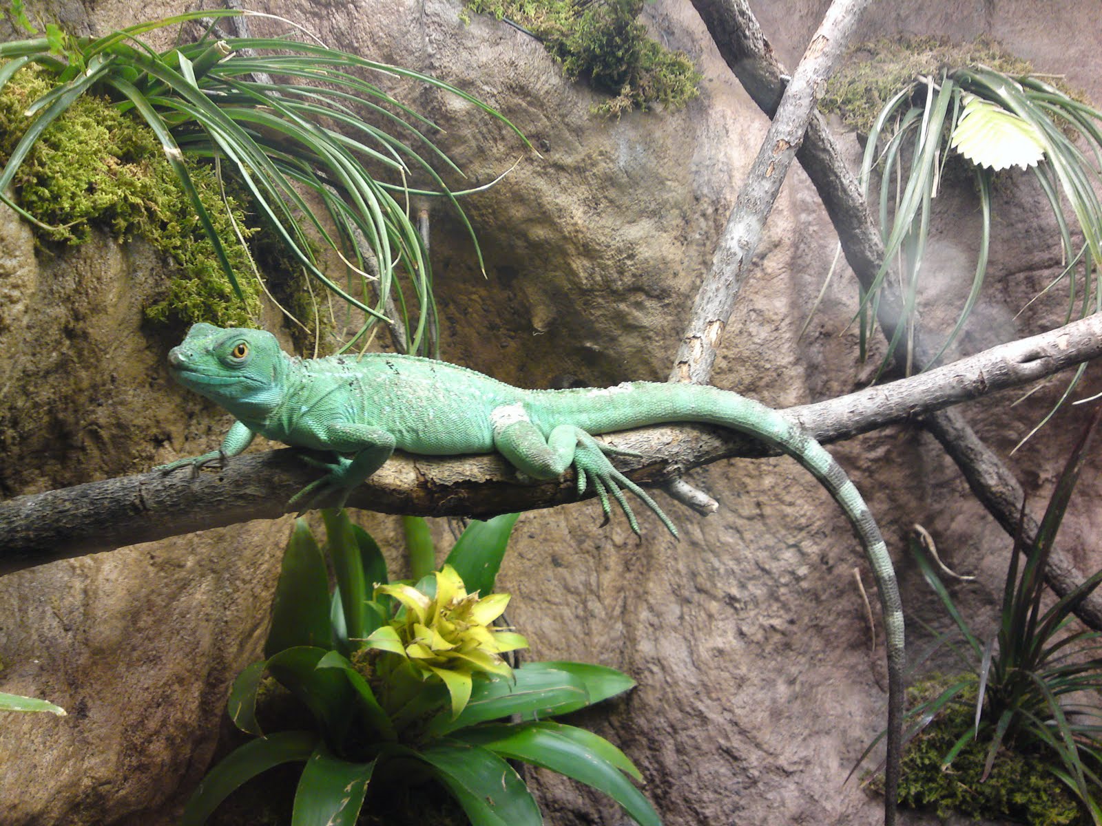 Camilla's blogg: San Diego, dag 30: Ödlor och ormar