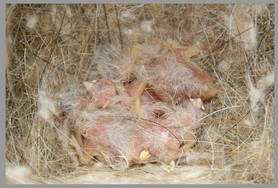 LES DIAMANTS MANDARINS: VOILA A QUOI RESSEMBLE LES BEBES MANDARINS