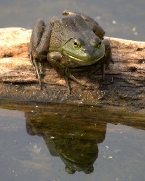 English Precis: The Bullfrog and His Shadows