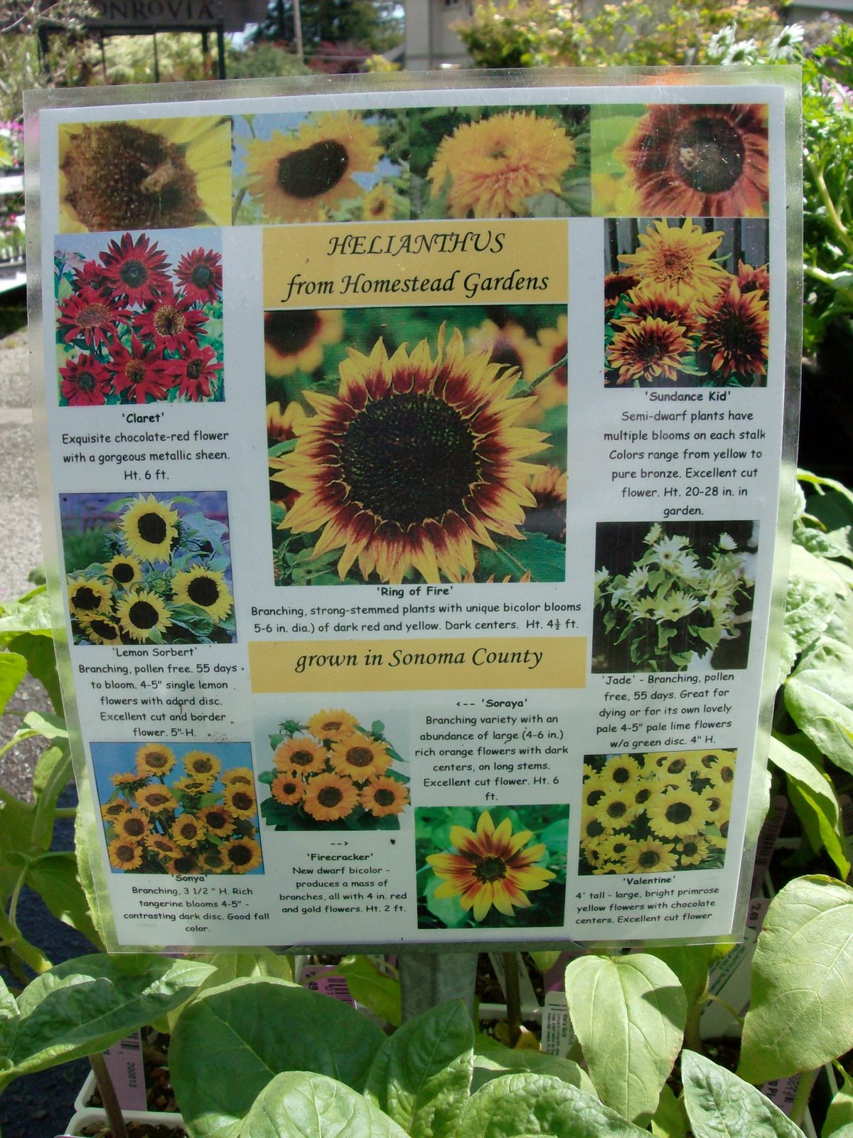 Sunny plant pictures | Sloat Garden Center