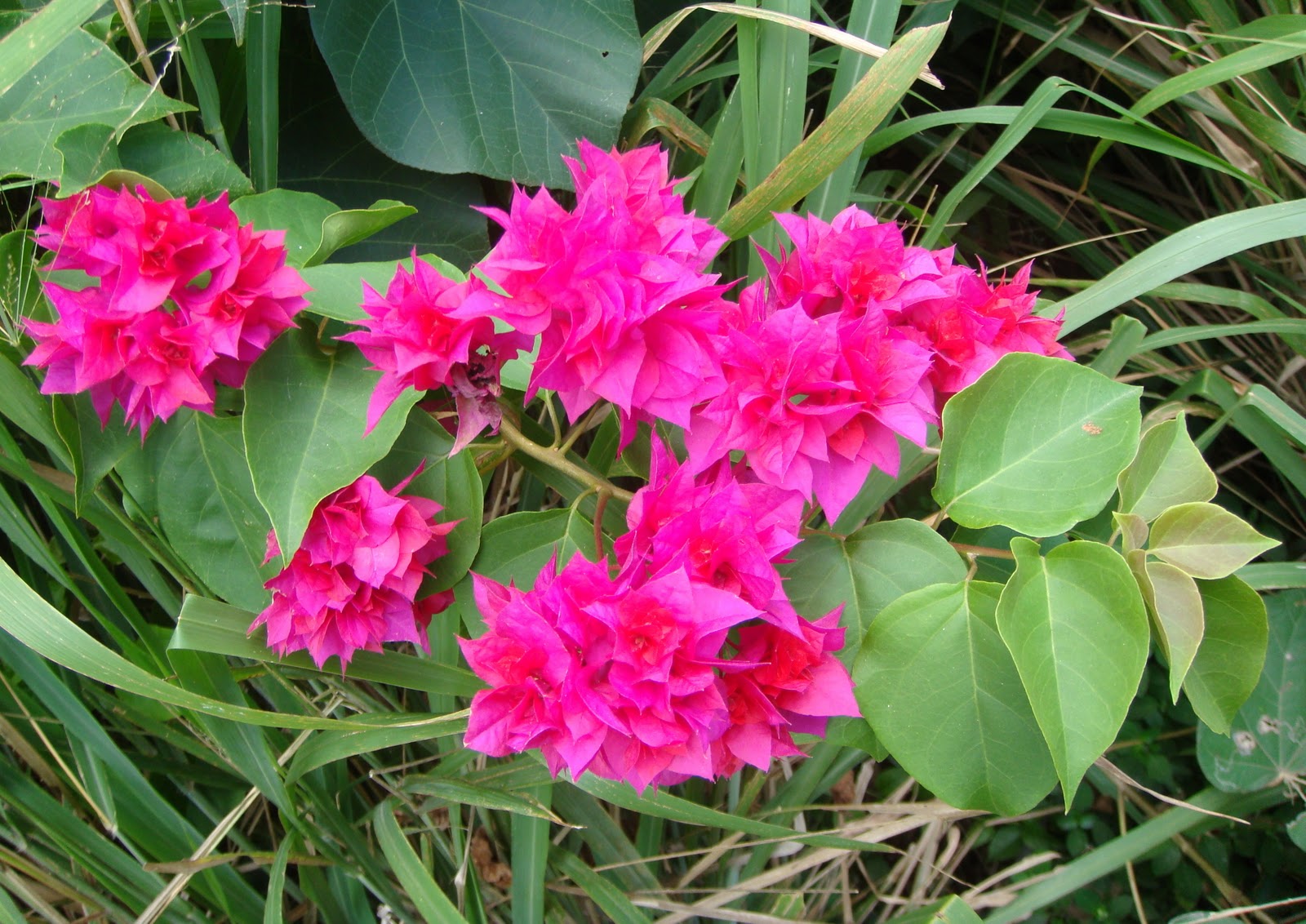 Country Living's simple delights: Flowers of Tonga