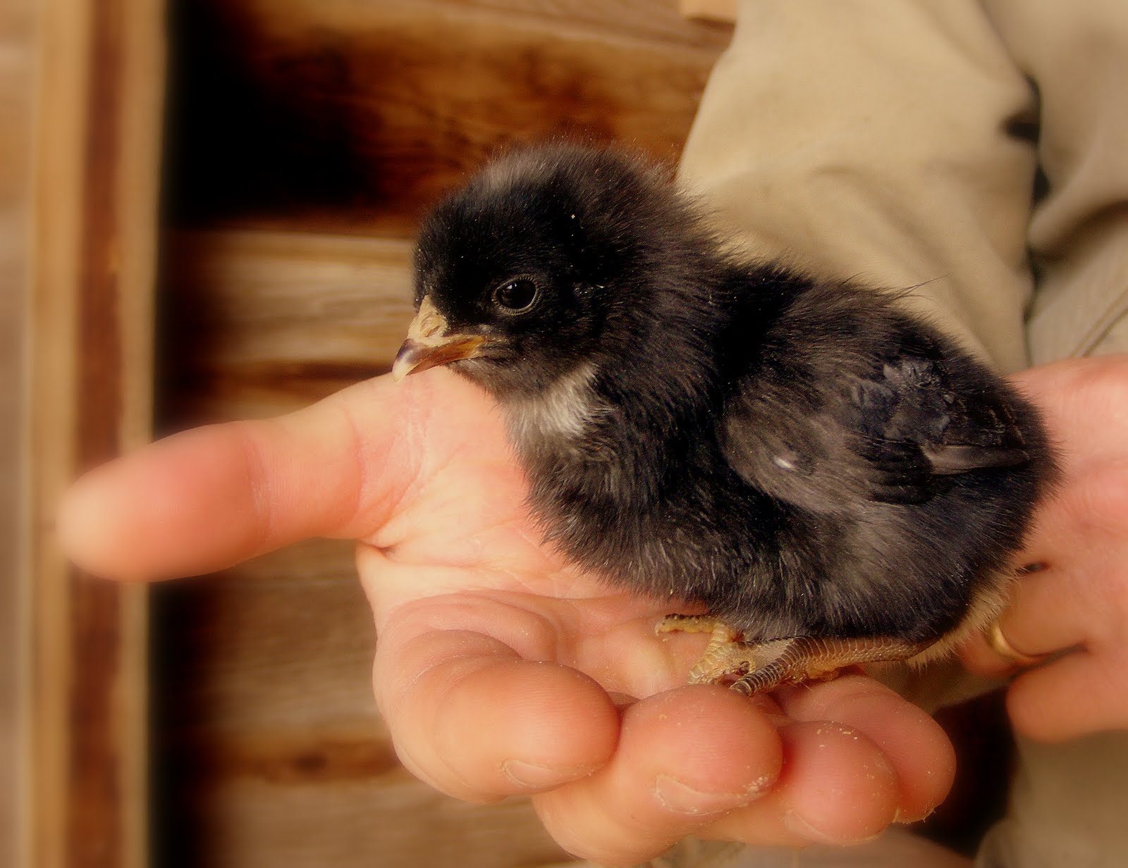 Country Chicken Girl: The Chicks are 1 Week Old!