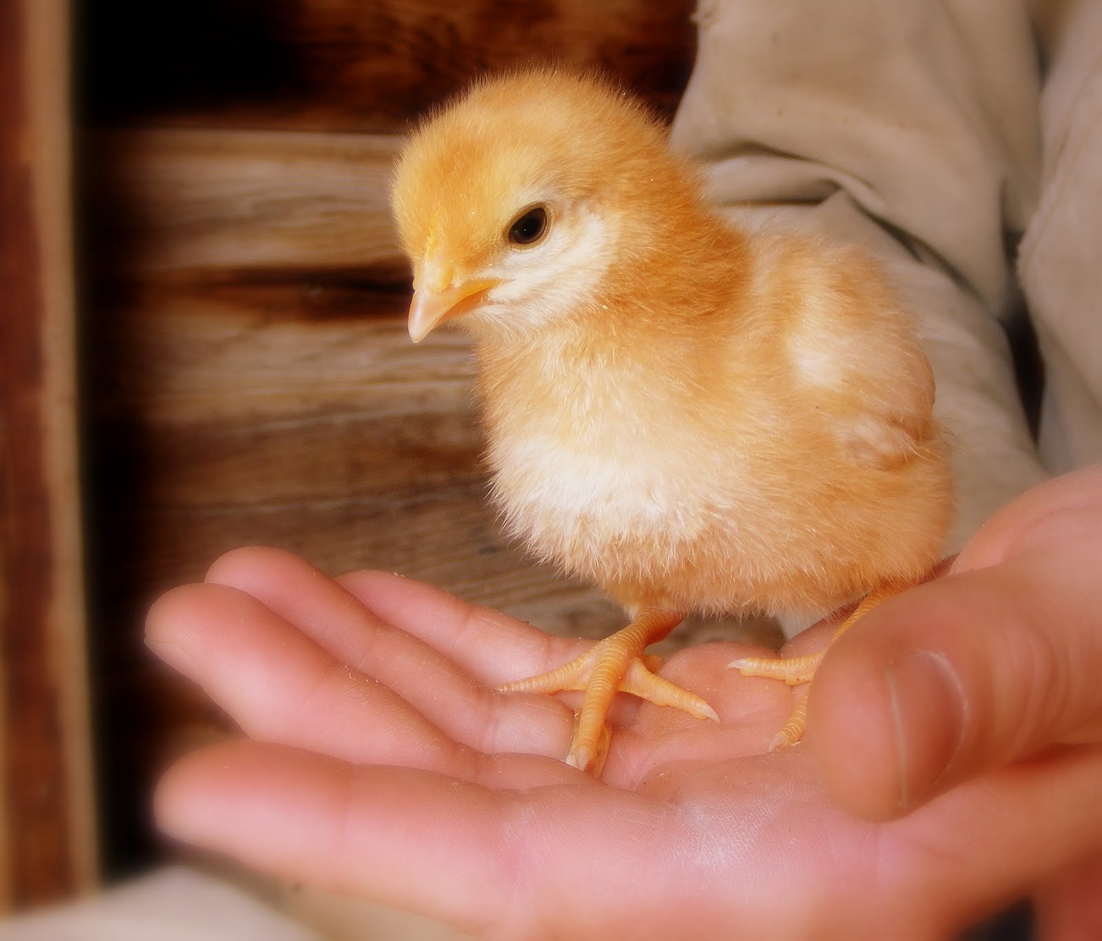 Country Chicken Girl: The Chicks are 1 Week Old!