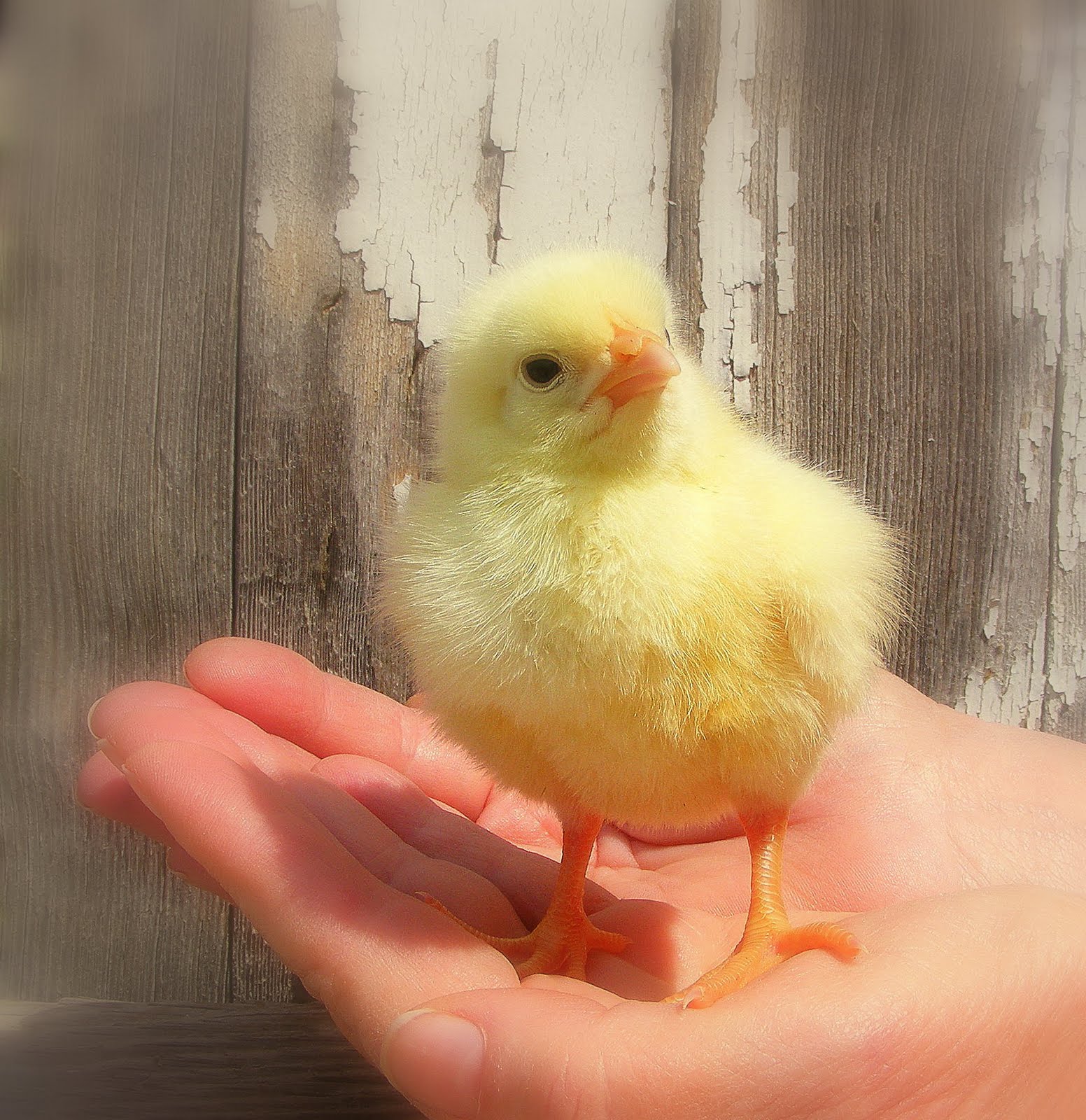 Country Chicken Girl: The Chicks are 1 Week Old!