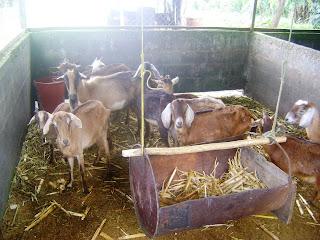 Sueños del Caribe: CRIANZA DE CABROS DE NUEVA GUINEA