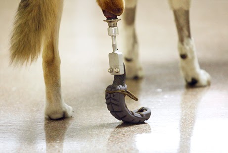 Sentient Developments: Dog gets osseointegrated prosthetic