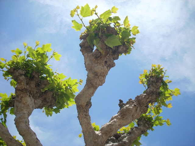 Spencer Alley: The Upper Crust