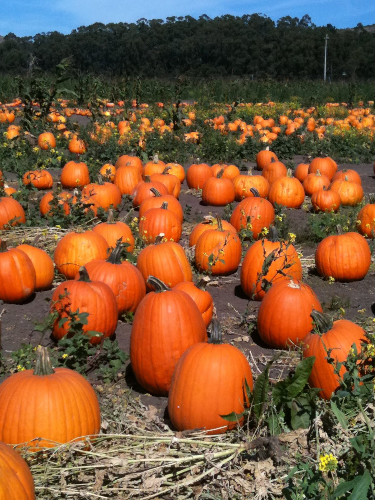 Robin Chapman News: Half Moon Bay's Pumpkin Weekend